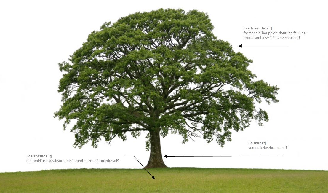 L'arbre - Les guides de la Construction Bois